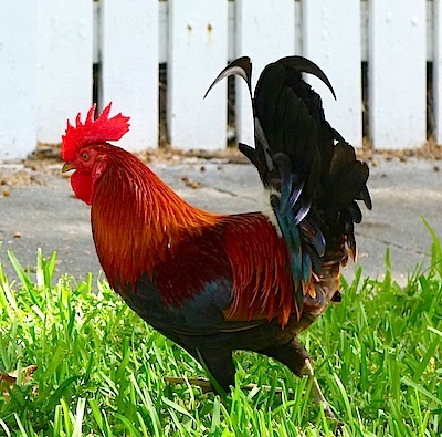 The Chickens of Key West – Crown Cruise VacationsCrown Cruise Vacations